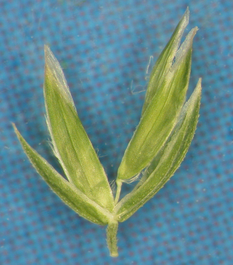 Glyceria fluitans • New Zealand Plant Conservation Network