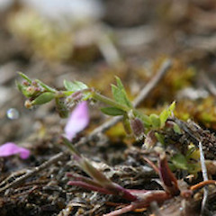 Galium murale • New Zealand Plant Conservation Network