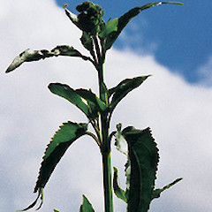 Gymnocoronis spilanthoides • New Zealand Plant Conservation Network