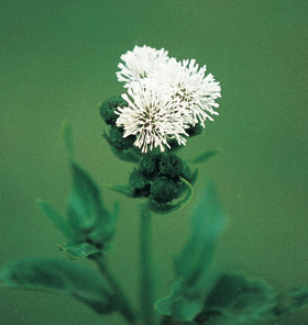 Gymnocoronis spilanthoides • New Zealand Plant Conservation Network