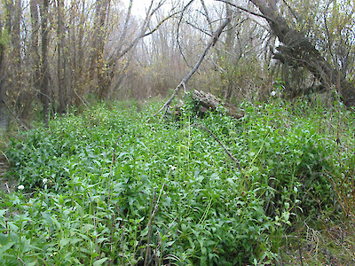Gymnocoronis spilanthoides • New Zealand Plant Conservation Network