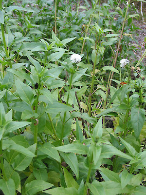 Gymnocoronis spilanthoides • New Zealand Plant Conservation Network