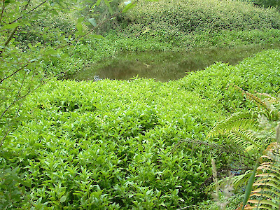 Gymnocoronis spilanthoides • New Zealand Plant Conservation Network