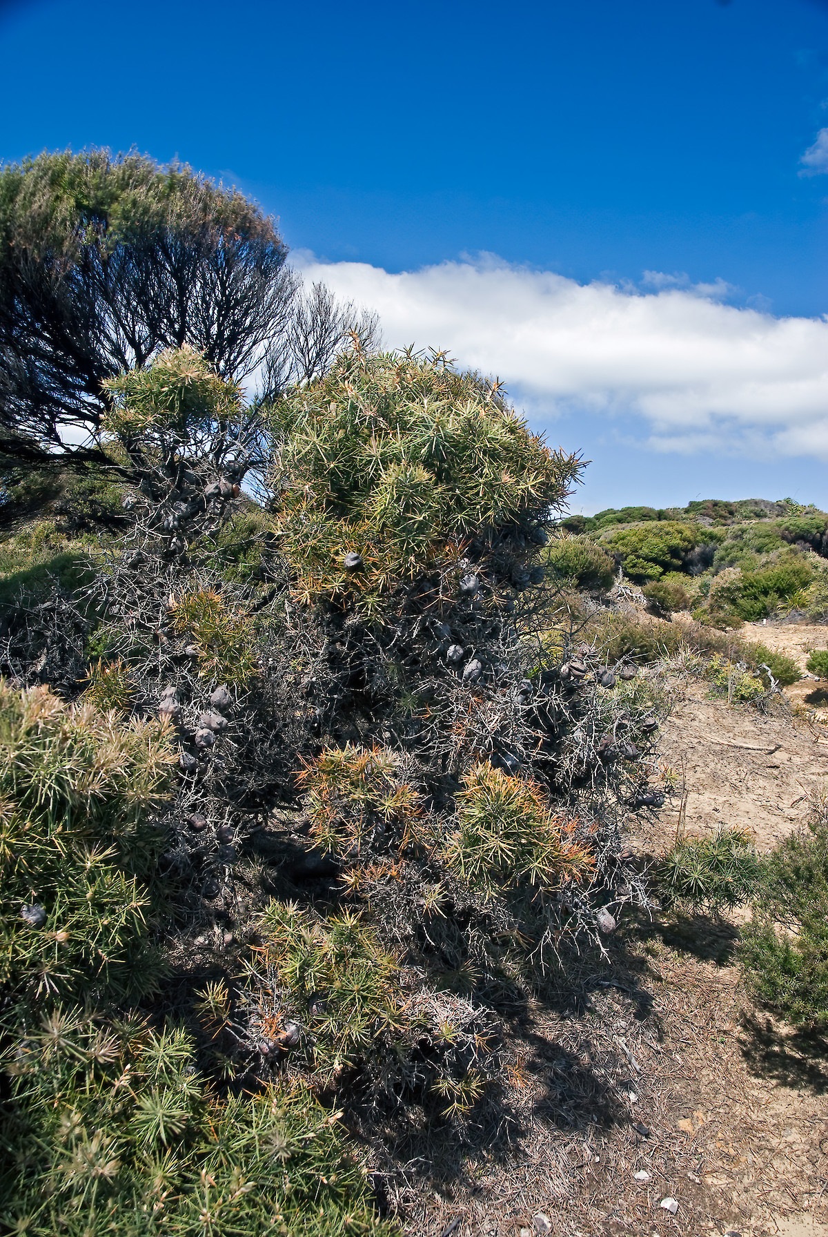 Hakea gibbosa • New Zealand Plant Conservation Network