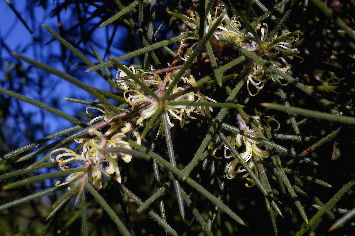Hakea gibbosa • New Zealand Plant Conservation Network
