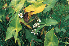 Sagittaria montevidensis subsp. montevidensis • New Zealand Plant ...