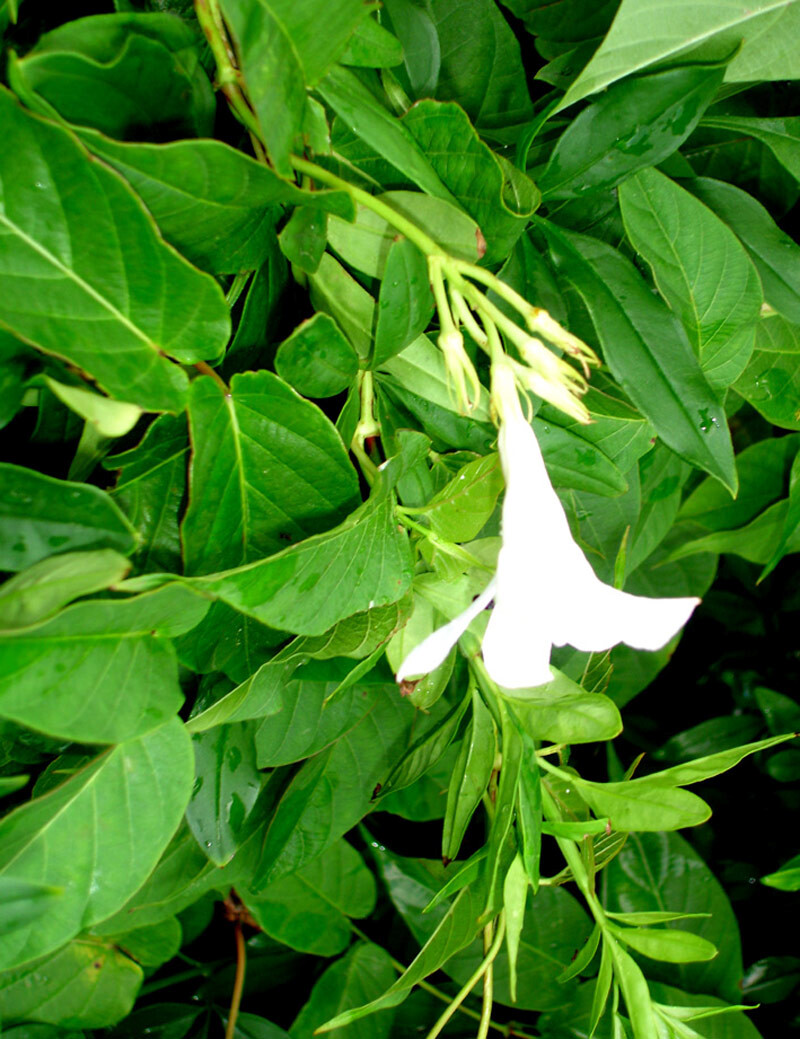 Mandevilla laxa • New Zealand Plant Conservation Network