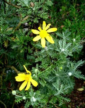 Euryops pectinatus • New Zealand Plant Conservation Network