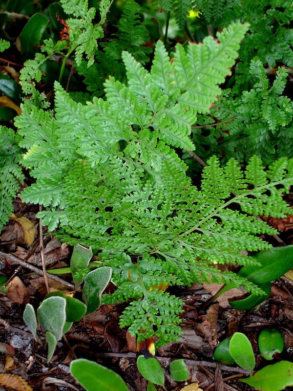 Davallia griffithiana • New Zealand Plant Conservation Network