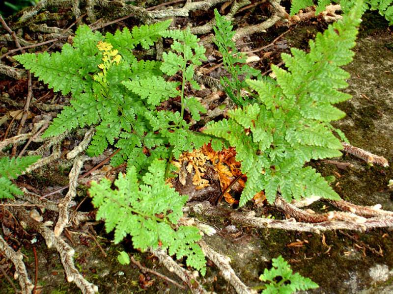 Davallia griffithiana • New Zealand Plant Conservation Network