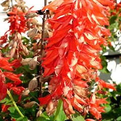 Salvia splendens • New Zealand Plant Conservation Network