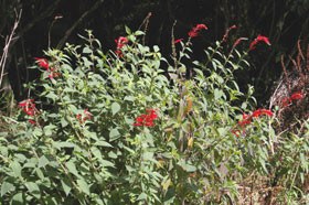 Salvia rutilans • New Zealand Plant Conservation Network