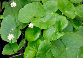 Hydrocotyle leucocephala • New Zealand Plant Conservation Network