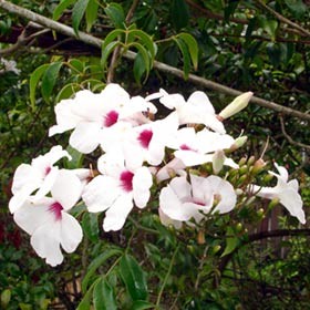 Pandorea jasminoides • New Zealand Plant Conservation Network
