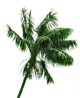 Howea forsteriana • New Zealand Plant Conservation Network