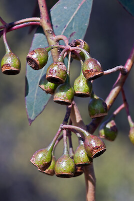Eucalyptus Sideroxylon