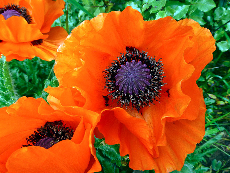Papaver setiferum • New Zealand Plant Conservation Network
