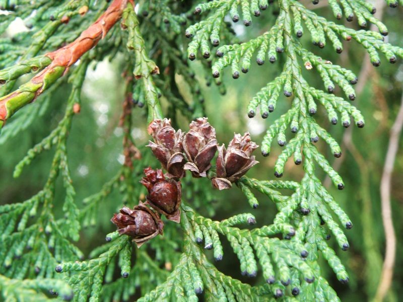 Western Red Cedar Cones