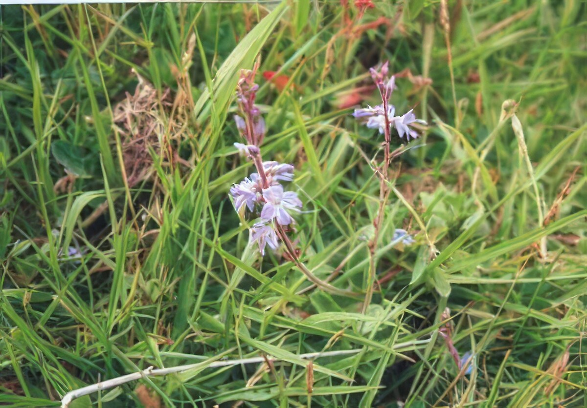 Veronica officinalis • New Zealand Plant Conservation Network