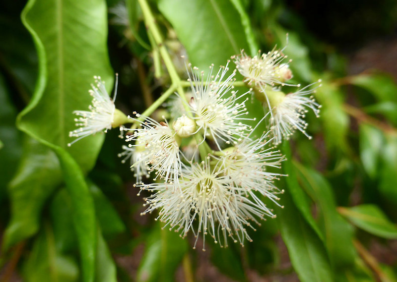 Syzygium floribundum • New Zealand Plant Conservation Network