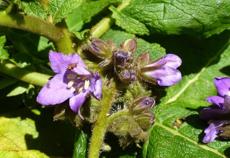 Wigandia caracasana • New Zealand Plant Conservation Network