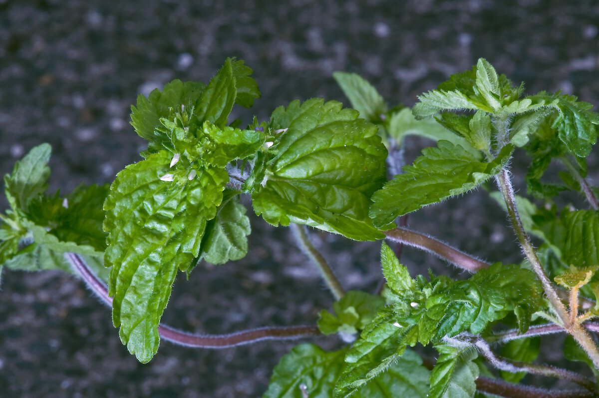 Veronica javanica • New Zealand Plant Conservation Network