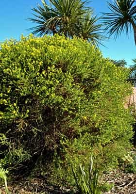Euryops virgineus • New Zealand Plant Conservation Network