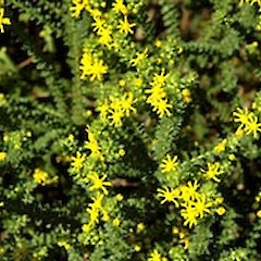 Euryops virgineus • New Zealand Plant Conservation Network