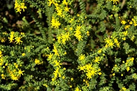Euryops virgineus • New Zealand Plant Conservation Network