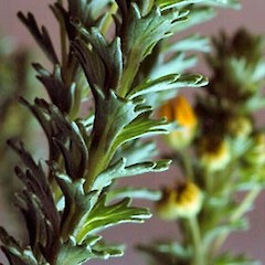 Euryops virgineus • New Zealand Plant Conservation Network