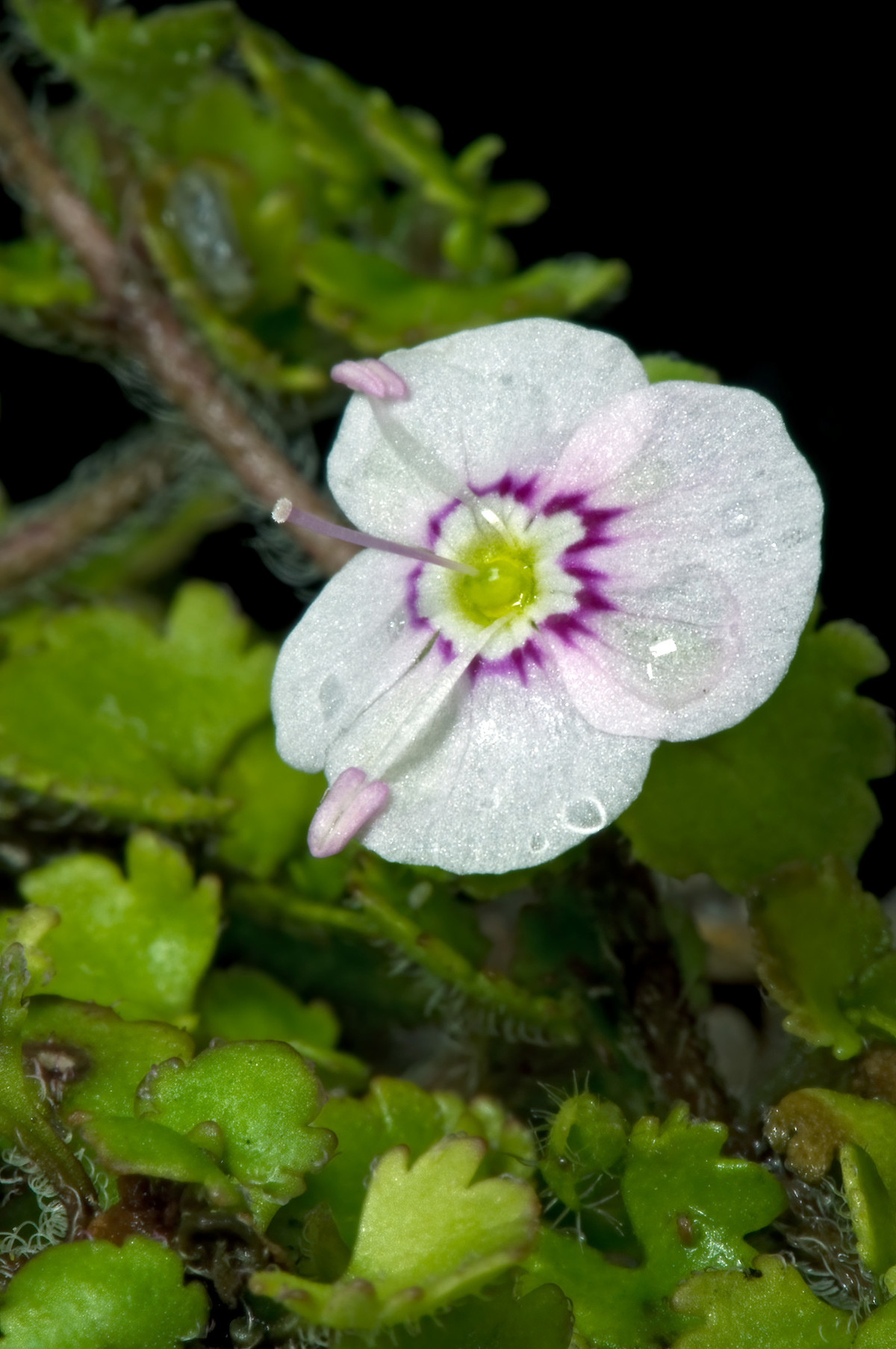 Veronica jovellanoides • New Zealand Plant Conservation Network