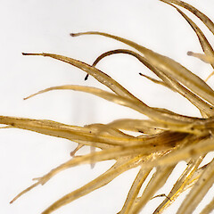 Calymperes tahitense • New Zealand Plant Conservation Network