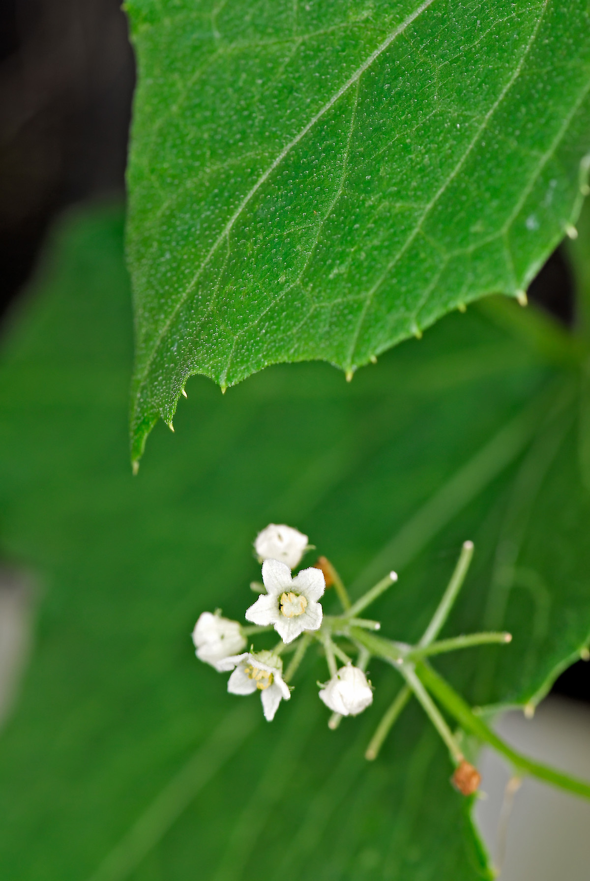 Sicyos mawhai • New Zealand Plant Conservation Network