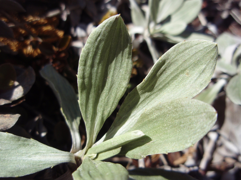 Celmisia discolor • New Zealand Plant Conservation Network