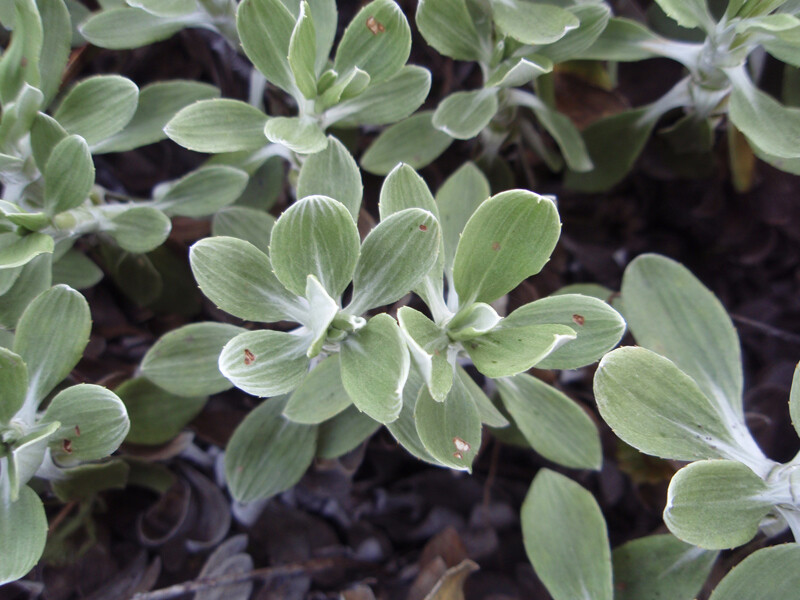 Celmisia discolor • New Zealand Plant Conservation Network
