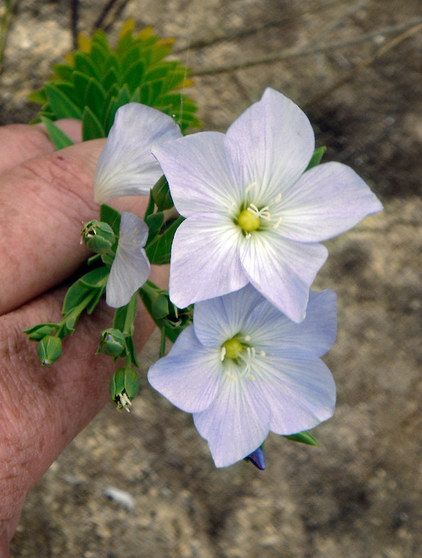 Linum monogynum var. chathamicum • New Zealand Plant Conservation Network