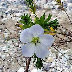 Linum monogynum var. chathamicum • New Zealand Plant Conservation Network