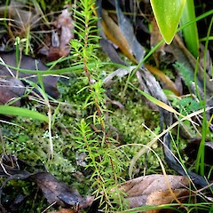 Erica sparsa • New Zealand Plant Conservation Network