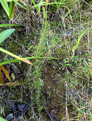 Erica sparsa • New Zealand Plant Conservation Network