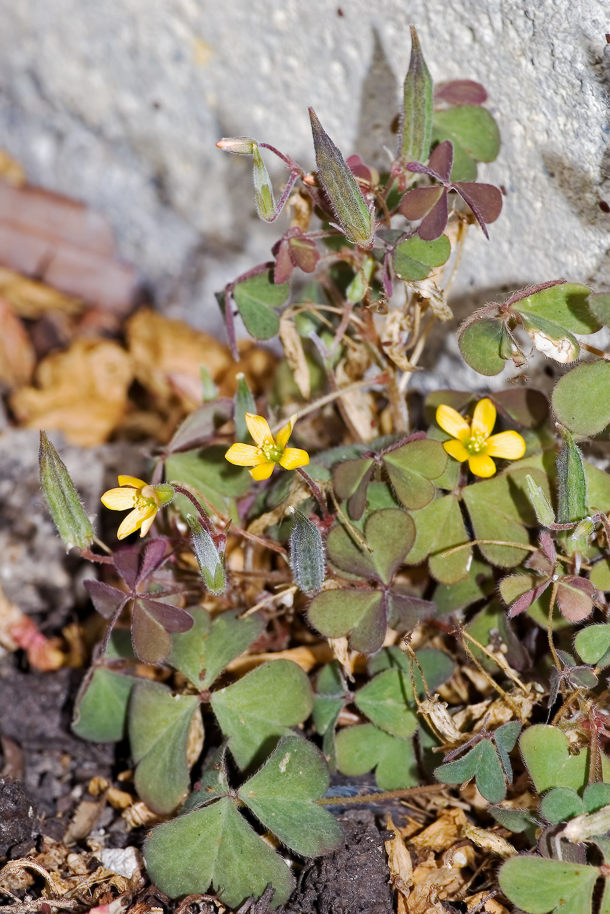 Oxalis corniculata subsp. corniculata var. atropurpurea • New Zealand ...