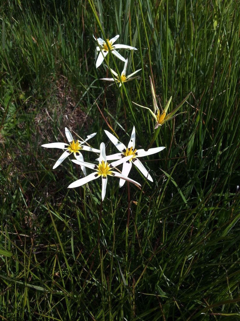 Pauridia capensis • New Zealand Plant Conservation Network