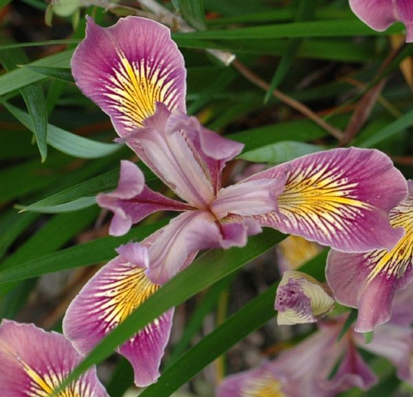 Iris innominata • New Zealand Plant Conservation Network