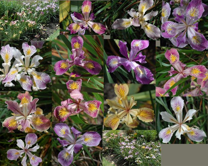 Iris innominata • New Zealand Plant Conservation Network