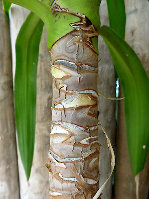 Yucca gigantea • New Zealand Plant Conservation Network