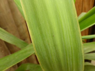Yucca gigantea • New Zealand Plant Conservation Network