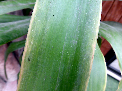 Yucca gigantea • New Zealand Plant Conservation Network