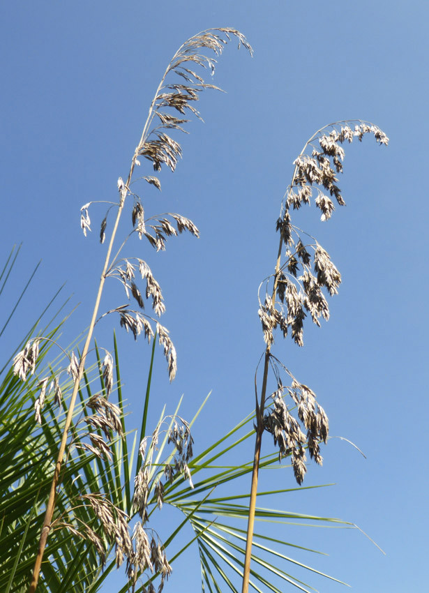 Ampelodesmos mauritanicus • New Zealand Plant Conservation Network