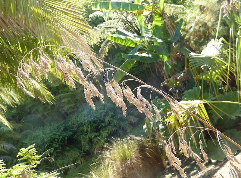 Ampelodesmos mauritanicus • New Zealand Plant Conservation Network