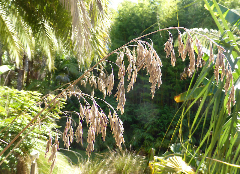 Ampelodesmos mauritanicus • New Zealand Plant Conservation Network