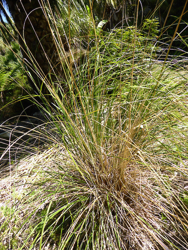 Ampelodesmos mauritanicus • New Zealand Plant Conservation Network